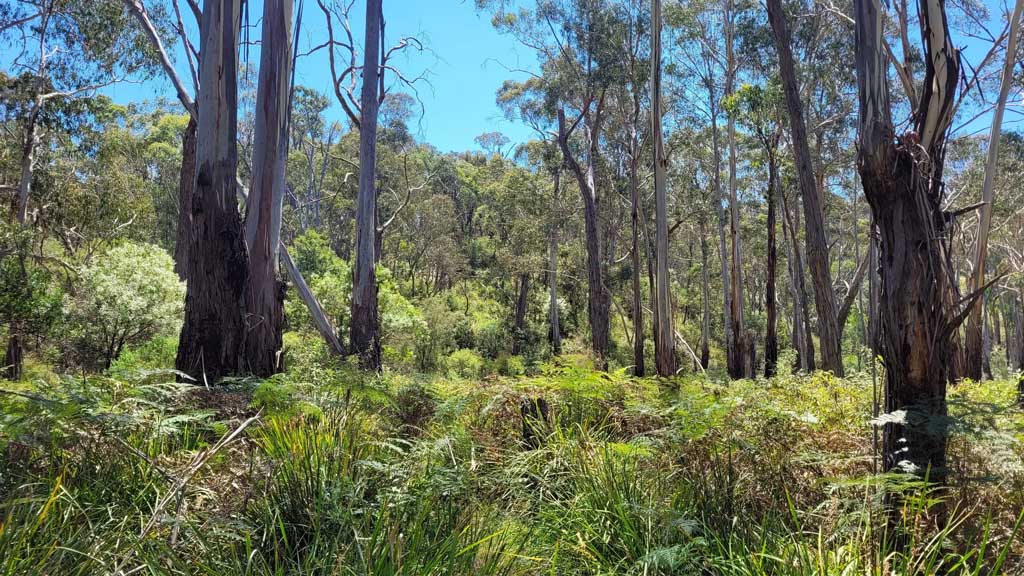 Event Report: Gawa Trail Tree-Planting Day and Website Relaunch ...